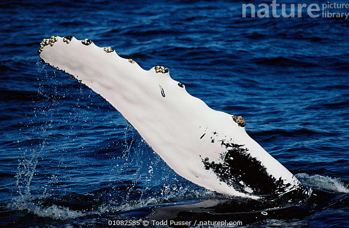 Stock photo of Humpback whale pectoral fin {Megaptera novaeangliae ...
