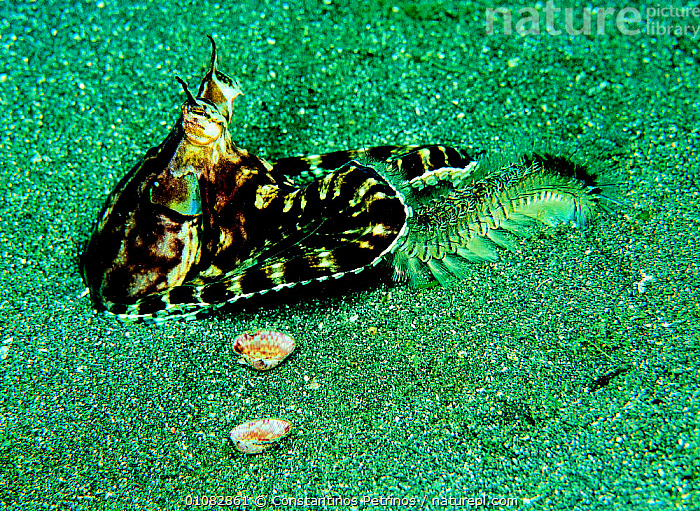Stock photo of Fire-worm attempts to steal food from Mimic octopus ...