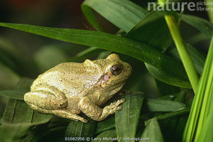 Stock photo of Green tree frog {Hyla cinerea} Wisconsin, USA. Available ...