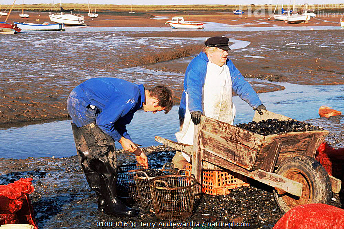 Stock photo of Cleaning Mussels {Mytilis edulis} Brancaster Straithe, N ...