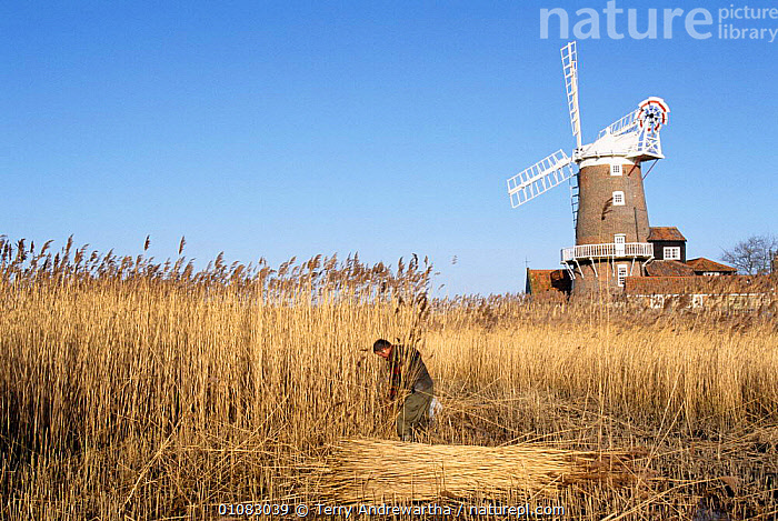 Stock photo of Cutting reeds for thatch, Cley, Norfolk, UK. Available ...