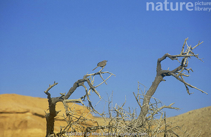 Stock photo of Arabian babbler {Turdoides squamiceps} sentinel bird on ...