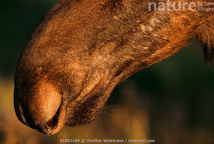 Stock photo of Moose male close-up of nose and nostrils {Alces alces ...