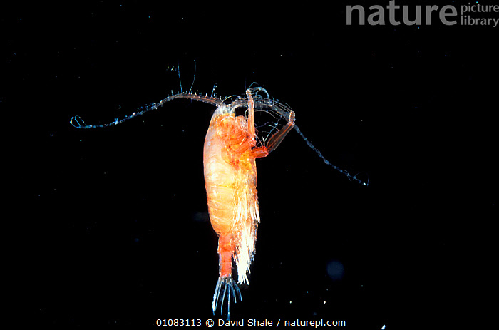 Stock photo of Deep sea Copepod Atlantic ocean. Available for sale on ...