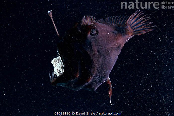 Stock photo of Deep sea Anglerfish female with parasitic male attached ...