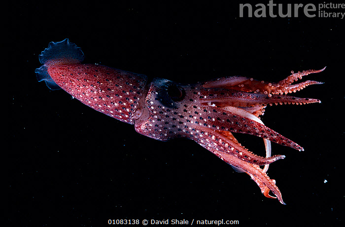 Stock photo of Mesopelagic squid {Histioteuthis sp} Atlantic ocean ...