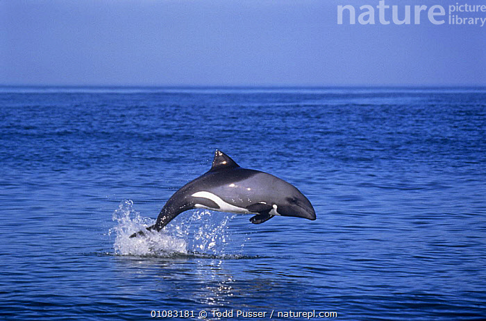 Stock photo of Heaviside's dolphin (Cephalorhynchus heavisidii) leaping ...