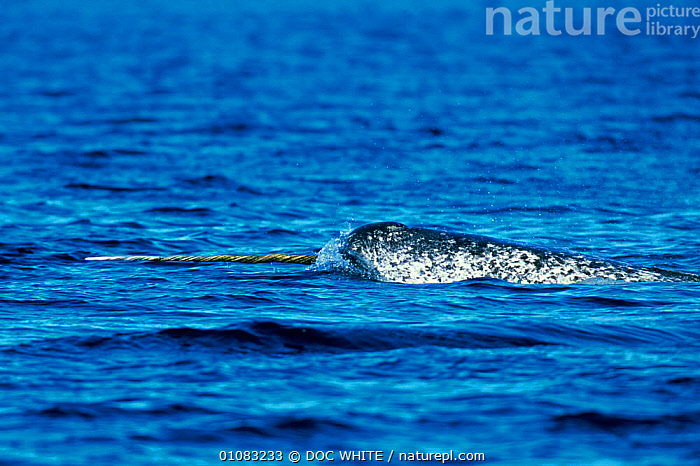Stock photo of Narwhal male at surface, long tusk visible {Monodon ...