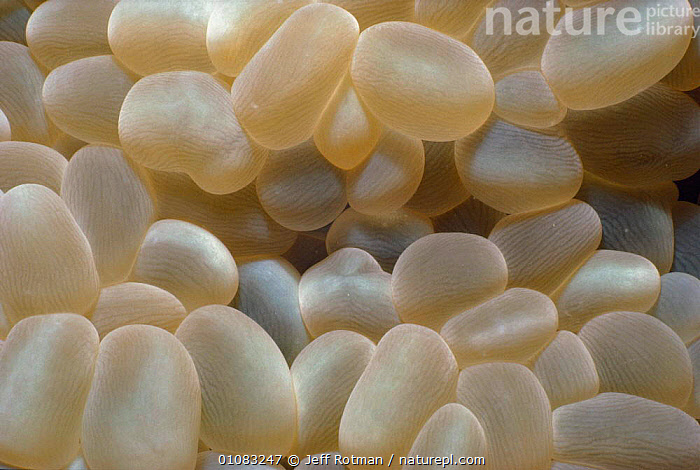 Stock photo of Pearl bubble coral polyps {Physogyra lichtensteini} Red ...