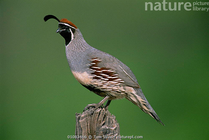 Stock photo of Gambel's quail male {Callipepla gambelii} Tucson ...