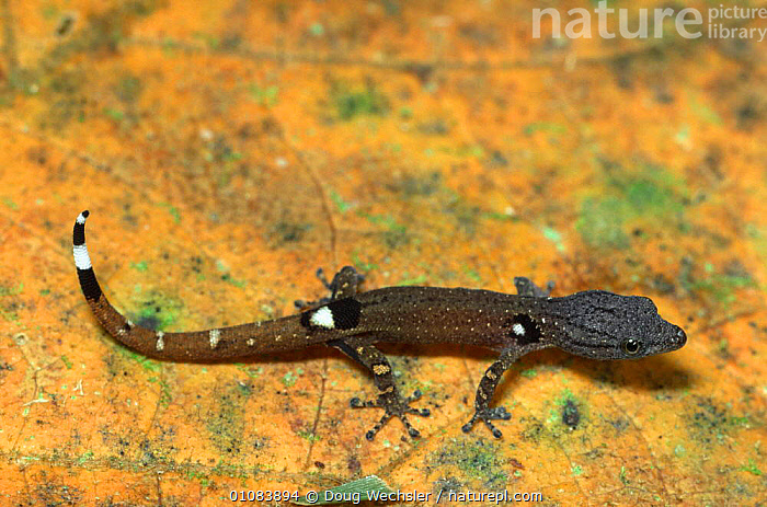 Stock photo of Gecko {Sphaerodactylus sp} Rio San Carlos, Costa Rica ...