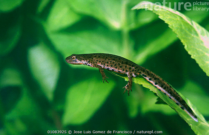 Stock photo of Male Bosca's newt underwater {Triturus boscai ...