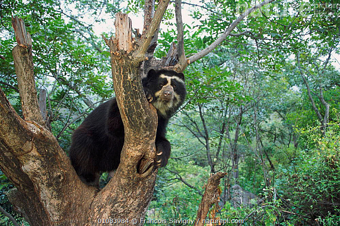 Stock photo of Spectacled bear climbing tree {Tremarctos ornatus} Peru ...