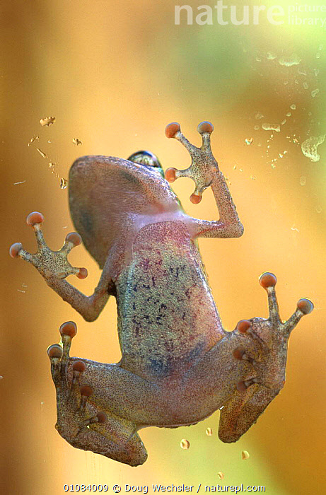 Stock photo of Common dink frog viewed through glass {Eleutherodactylus ...