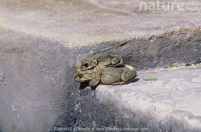 Stock photo of Arabian toads {Bufo orientalis arabicus} mating pair ...