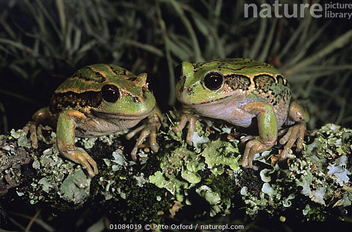 Stock photo of Two Riobamba marsupial frogs {Gastrotheca riobambae ...