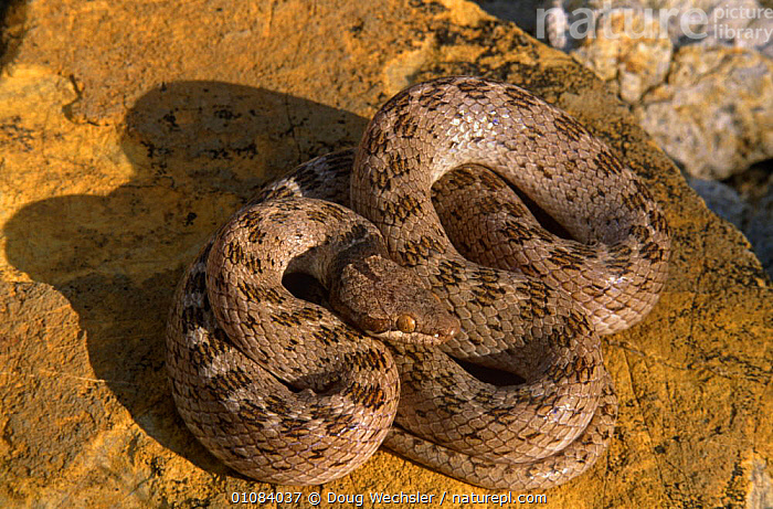 Sonoran Night Snake