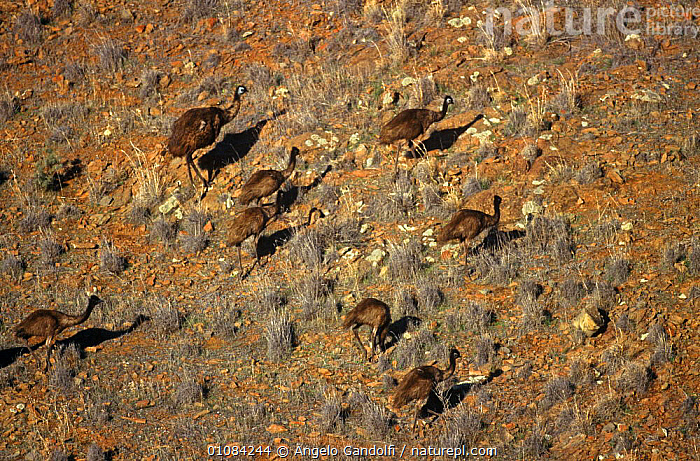 Stock photo of Aerial view of Emu family group {Dromaius ...