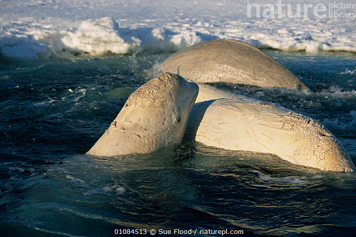 Stock photo of Beluga whale trapped in ice hole injured in Polar bear ...