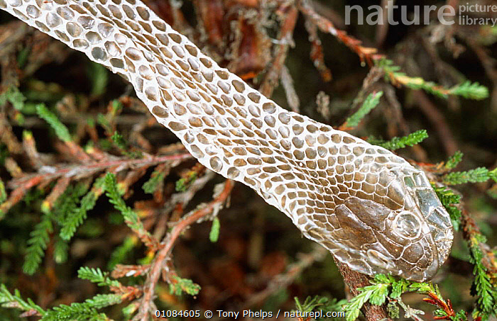 Stock photo of Grass snake shed skin {{Natrix natrix} Purbeck, Dorset ...