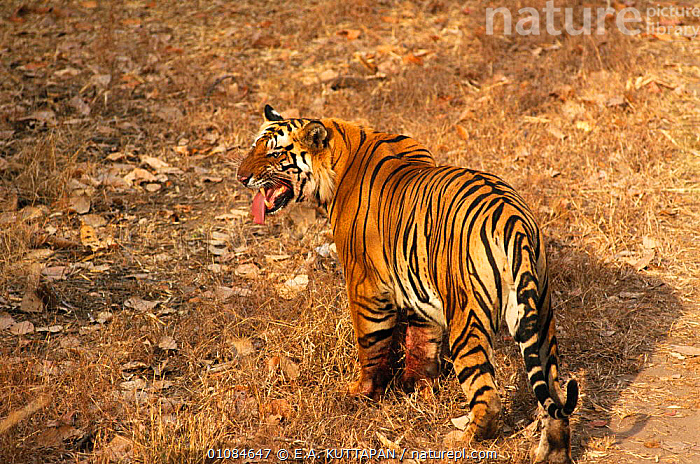Stock photo of Male Bengal tiger showing flehmen behaviour {Panthera t ...
