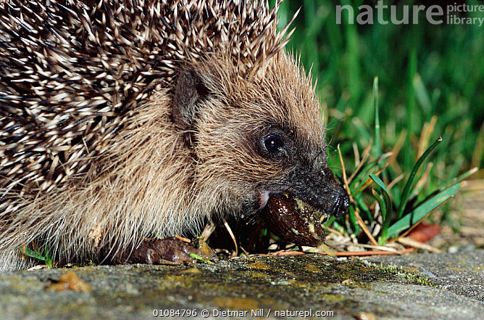 Stock photo of Hedgehog eating slug {Erinaceus europaeus} Germany ...