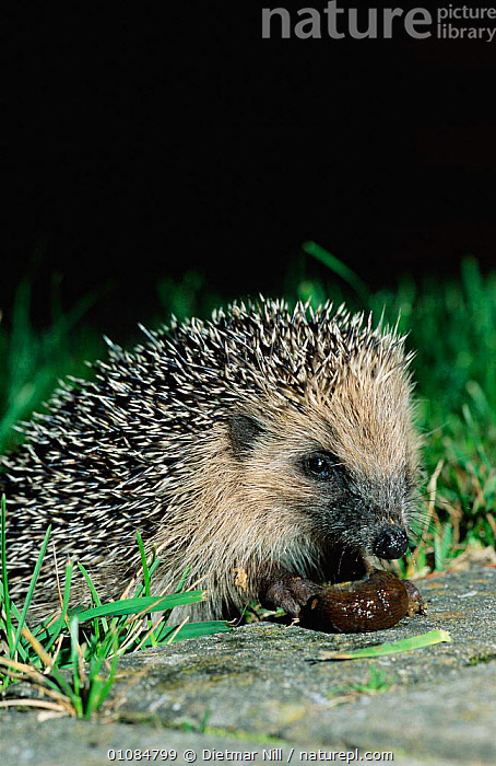 Stock photo of Hedgehog and slug {Erinaceus europaeus} Germany ...