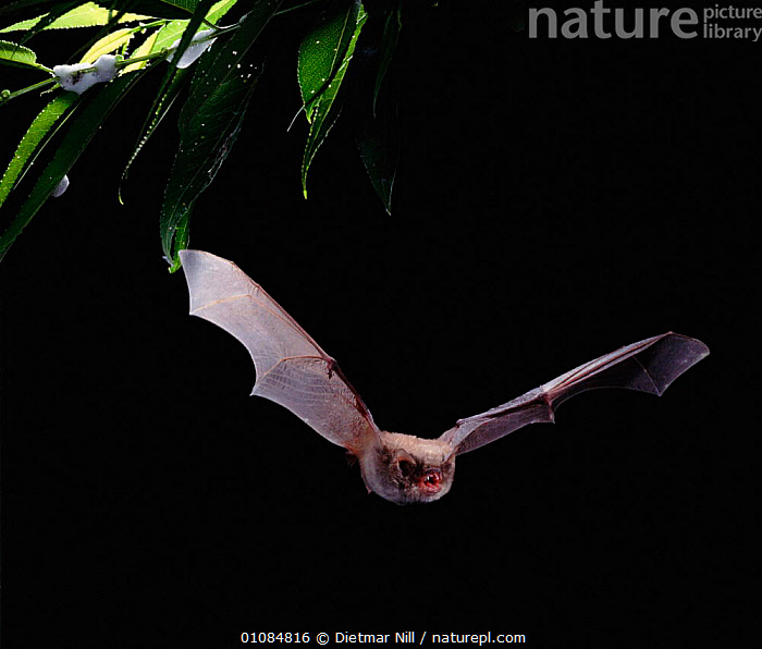 Stock photo of Long fingered bat in flight (Myotis capaccinii ...