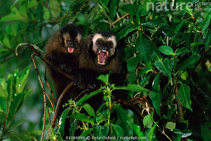 Stock photo of Large headed capuchin (Sapajus macrocephalus) monkey ...
