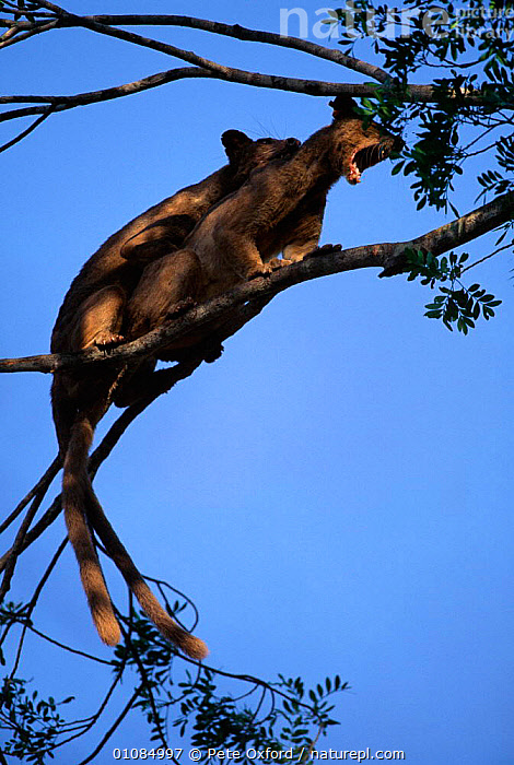 Stock photo of Fossas mating in tree {Cryptoprocta ferox} Western dry ...