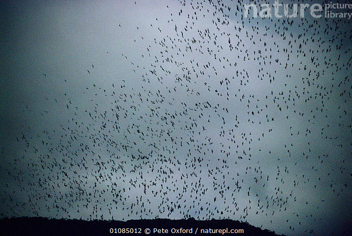 Stock photo of Great dusky swifts {Cypseloides senex} flock in flight ...
