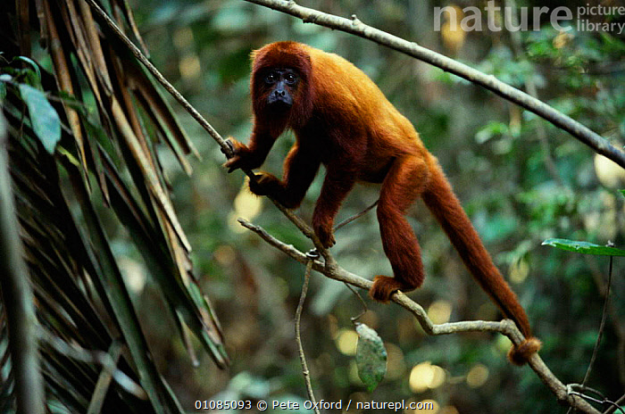 Stock photo of Red howler monkey in canopy {Alouatta seniculus ...