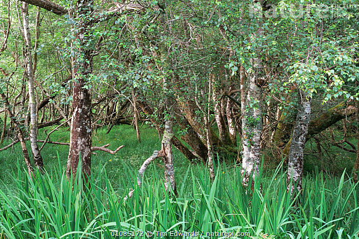 Stock photo of Alder and Birch woodland at lake edge, Muckross ...