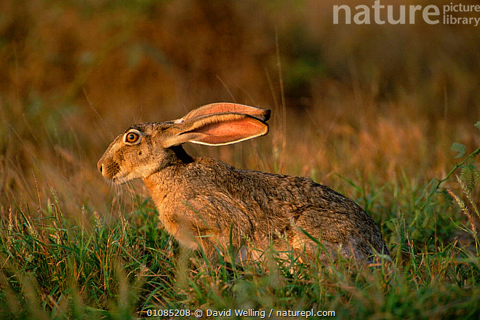 Stock photo of Blacktailed jack rabbit in grass {Lepus californicus ...