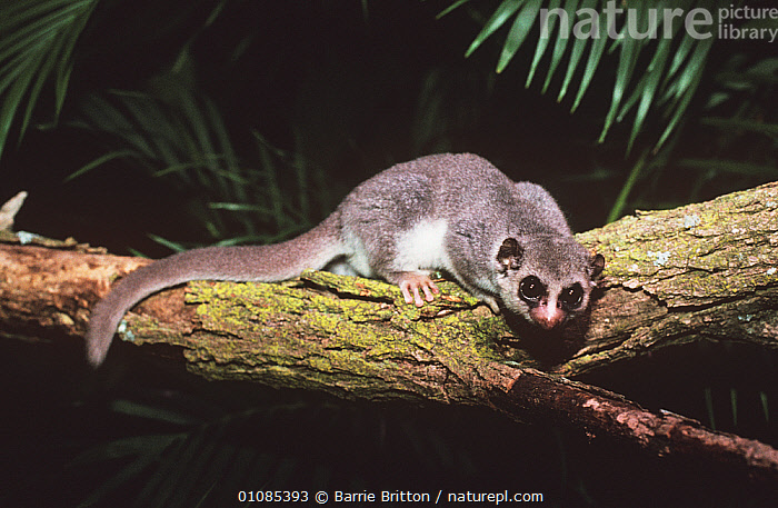 Stock photo of Fat tailed dwarf lemur {Cheirogaleus medius} captive ...