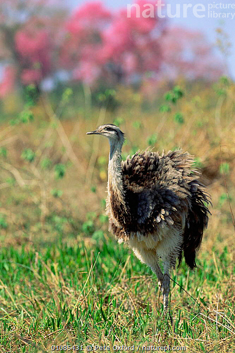 Stock photo of Common rhea {Rhea americana} Pantanal, Brazil ...