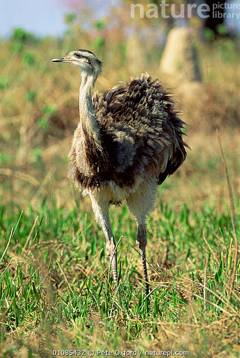 Stock photo of Common rhea portrait {Rhea americana} Pantanal, Brazil ...