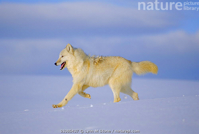 Stock photo of Arctic / Grey wolf running {Canis lupus arctos} Alaska ...