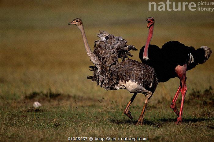 Stock photo of Ostrich male female pair courtship display Masai Mara ...
