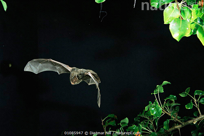 Bats Hunting At Night