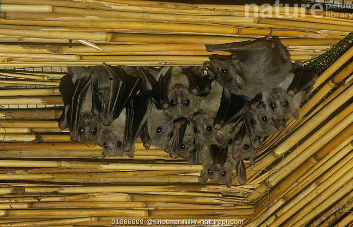 Stock photo of Roussette fruit bats {Rousettus aegyptiacus} roosting ...