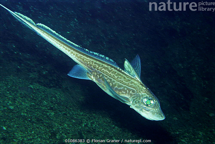 Stock photo of Ratfish / Rabbitfish {Chimaera monstrosa ...