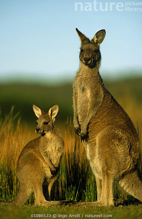 Stock photo of Mother and young Eastern grey kangaroo portrait {Macropus giganteus}…. Available ...