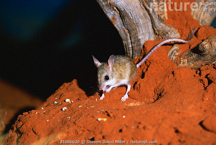 Stock photo of Spinifex hopping mouse {Notomys alexis} Central ...
