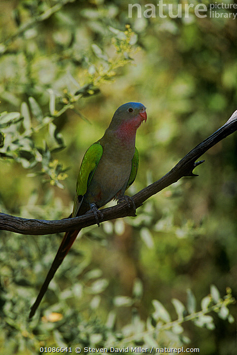 Stock photo of Princess parrot {Polytelis alexandrae} Captive, Alice ...