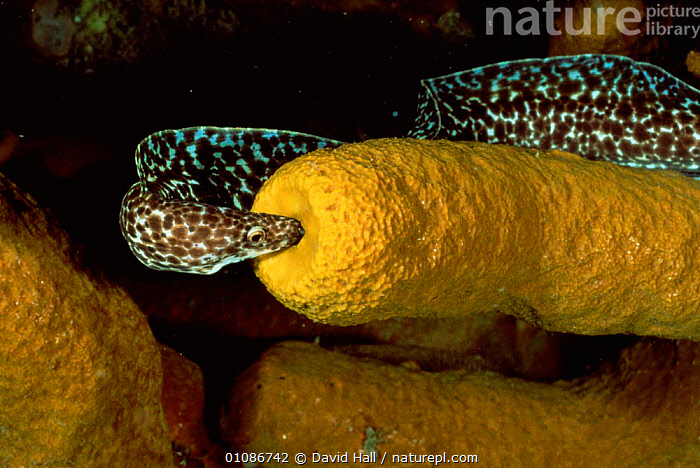 Stock photo of Spotted moray eel and sponge {Gymnothorax moringua ...