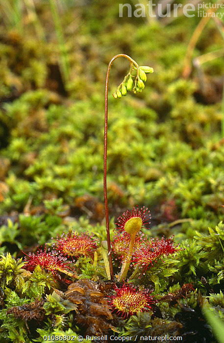Stock photo of Common sundew {Drosera rotundifolia} UK. Available for ...