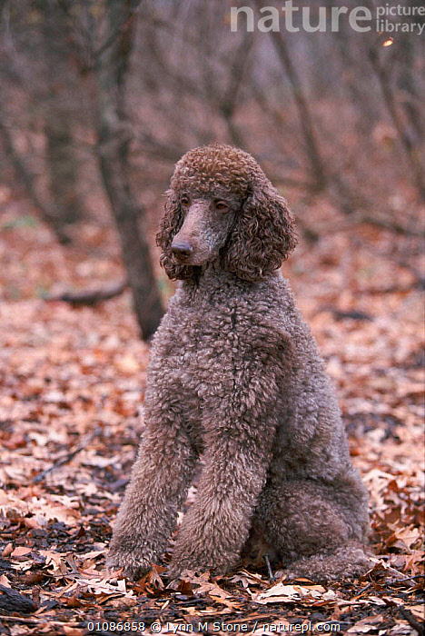 Stock photo of Standard poodle dog portrait {Canis familiaris} sitting ...