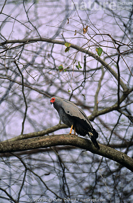 Stock photo of Madagascar harrier hawk (Polyboroides radiatus ...