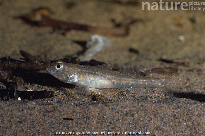 Stock photo of Common goby {Pomatoschistus microps} captive Delta del ...